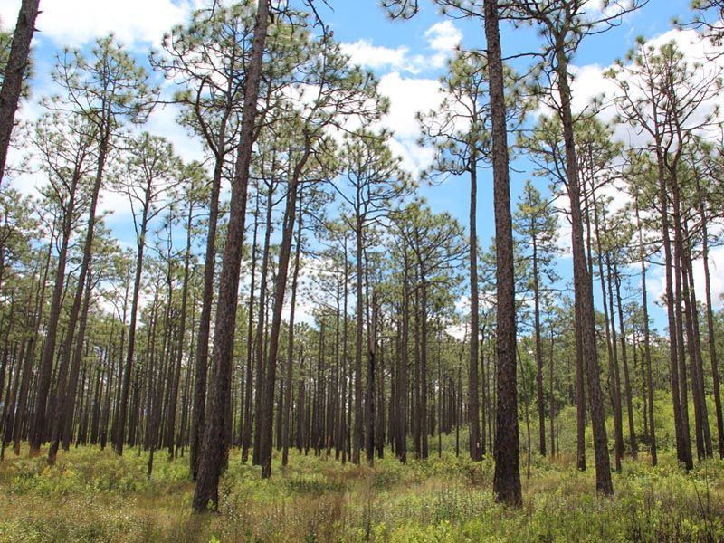 Green Swamp Preserve | VisitNC.com