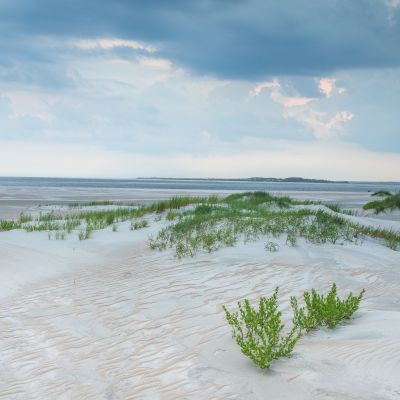 Beachcombing in NC: Where to Find Whelks, Sand Dollars, Scotch Bonnets ...