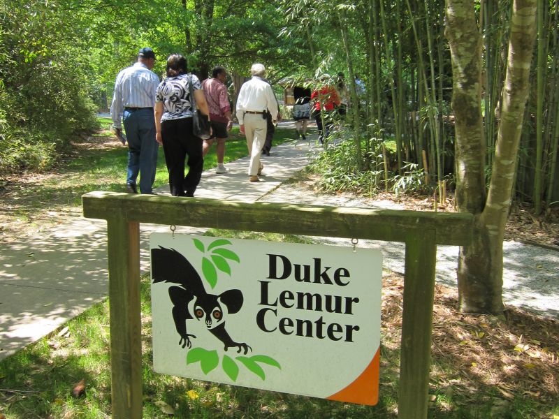 Duke Lemur Center | VisitNC.com